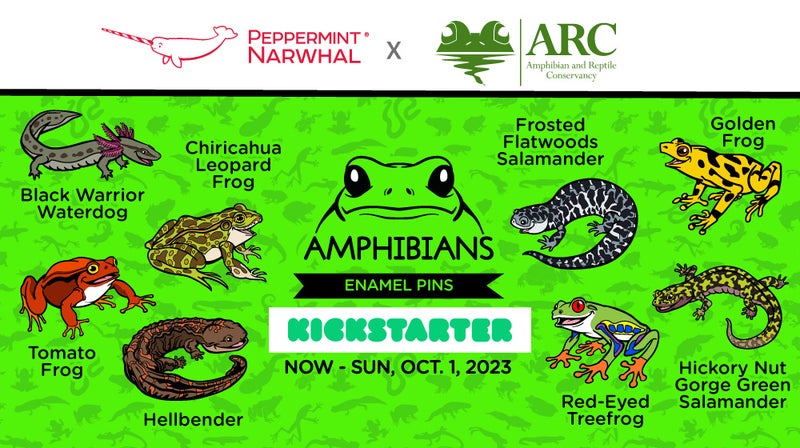 Peppermint Narwhal - Conservation Through Creativity | Peppermint ...